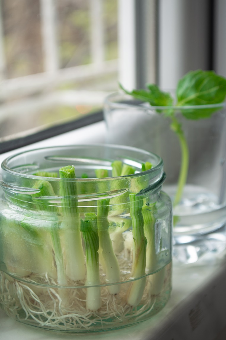 Comment faire repousser vos légumes ou herbes ? | Brabantia